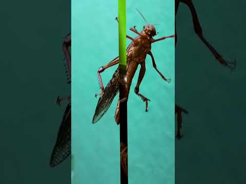 🦗 Grasshoppers vs. Crickets: Can You Spot the Shocking Differences?😕 ##insect #youtubeshorts
