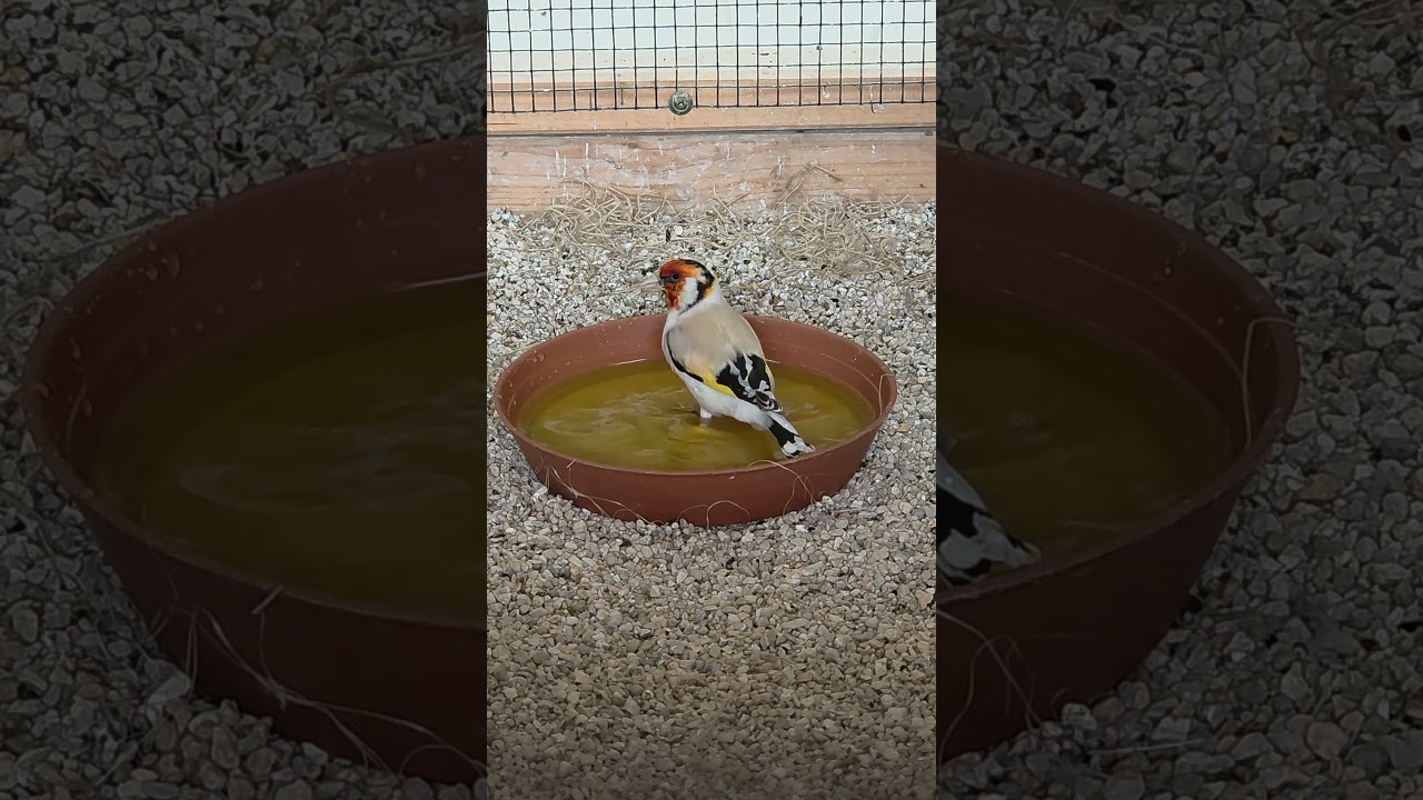 Eumo Female from 2025 🌞🐣