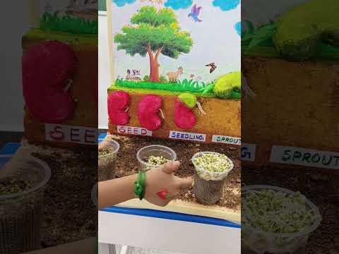 seed germination #seed germination project #school project