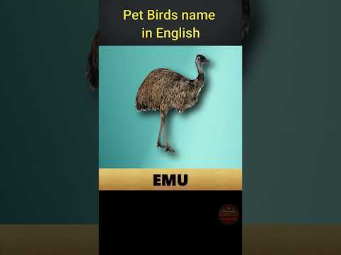 Pet birds names in English @kiddient #shorts #shortvideo
