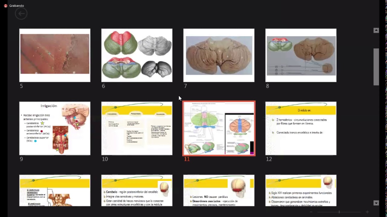 NeuroAnatomía - Cerebelo 2