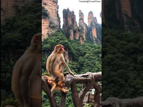 zhangjiajie avatar - avatar movie mountains in zhangjiajie, china