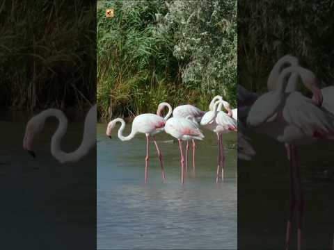 Pink Flamingo Sounds | Flock Of Pink Flamingos Birds In Swamp Water