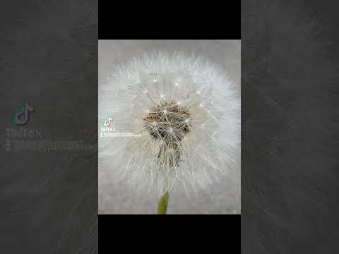 Weeds or are they more!? #dandelions #symbolism #nature #life #cyle #phases #pretty