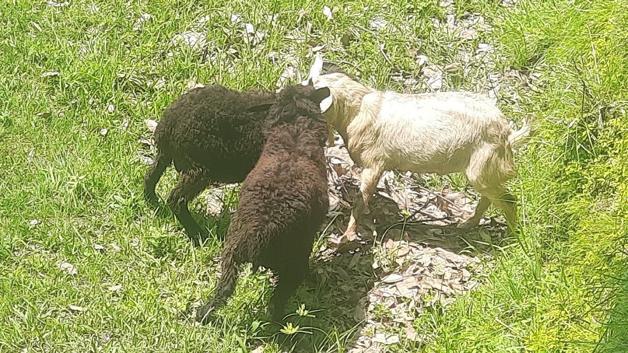 Goat vs Sheep Real Fight video