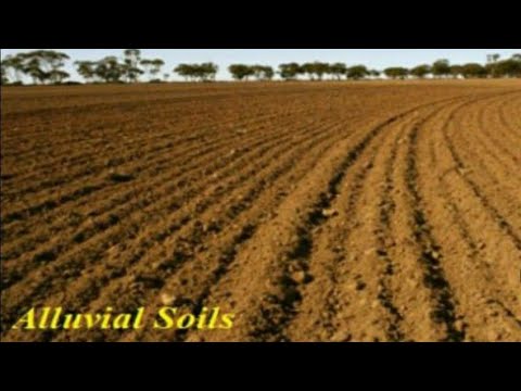 ALLUVIAL SOIL