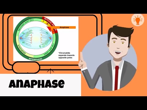 What happens in anaphase?