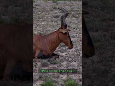 Peaceful, tranquil, The Red Hartebeest