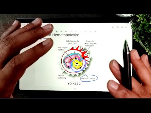 Sites of Hematopoiesis|Erythropoiesis, Myelopoiesis, Megakaryopoiesis|Pathology discussions forum