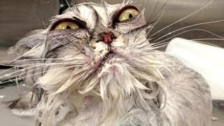 The Most Awkward Cats Of 2013