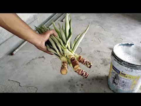 Propagating Yucca Plant | How To Propagate Yucca.