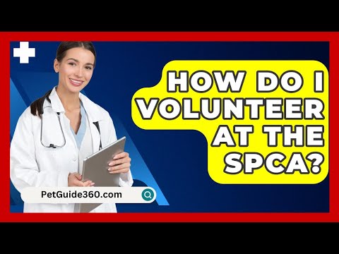 How Do I Volunteer At The SPCA? - PetGuide360.com