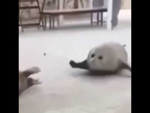 Steam Community :: Video :: Bouncy Seals
