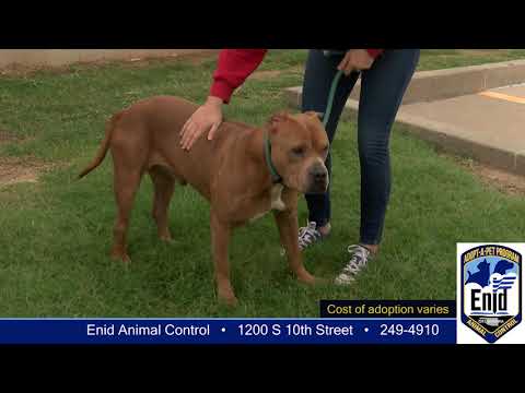 Enid Animal Welfare Pet of the Week