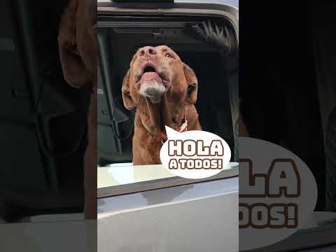 Soy Kenworth!! #dog #dogs #puppy #animals #spanish
