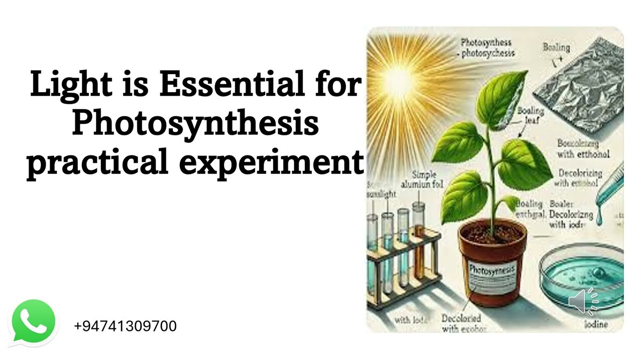 Light is Essential for Photosynthesis practical experiment