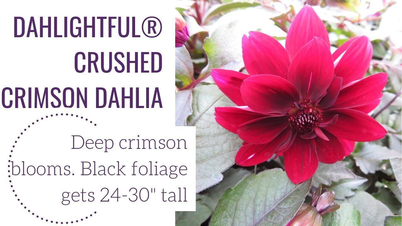 DAHLIGHTFUL® Crushed Crimson Dahlia | www.gardencrossings.com