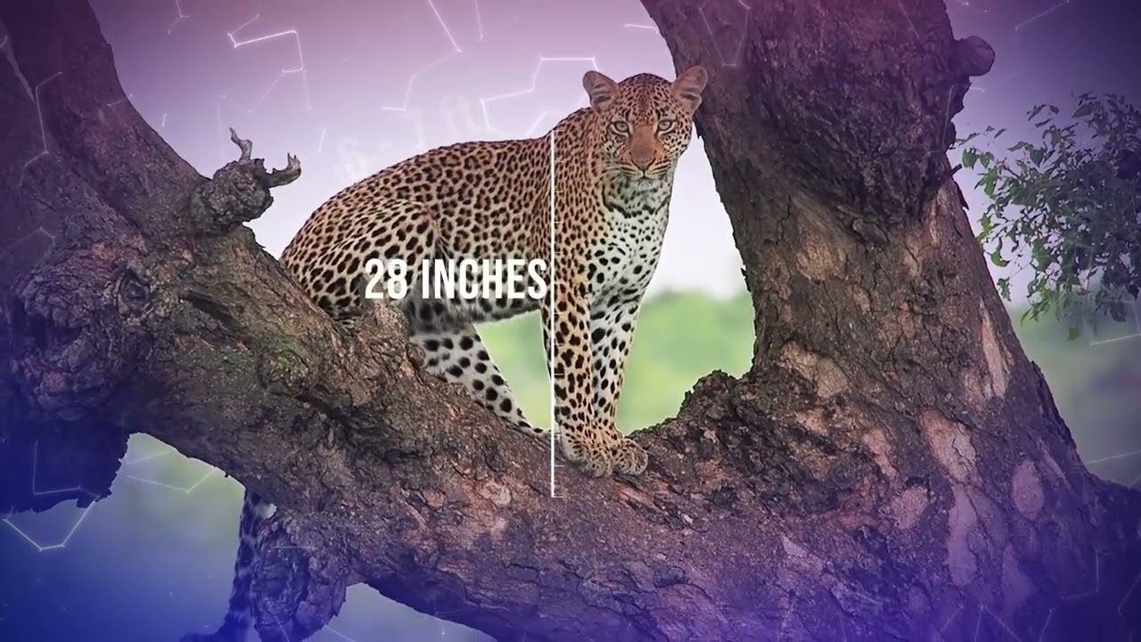 Animal DNA