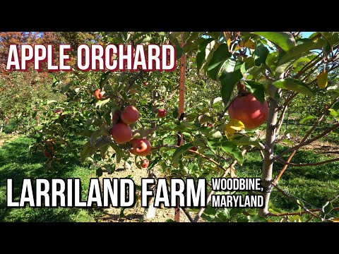 13 Best Apple Orchards In Maryland To Visit During Autumn
