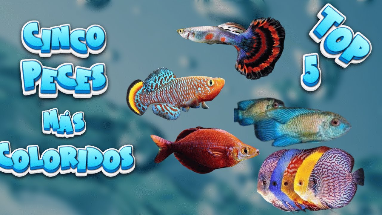TOP 5: The 5 Most Colorful Fish for Your Aquarium #aquariums #colorfulfish #top5