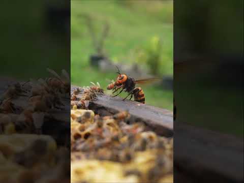 Western honeybees bravely confront the Giant hornet