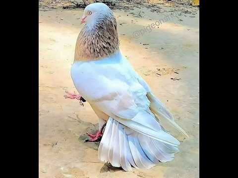 1 million views 😱 Indian🇮🇳 top kabutar 😲#status #tiktok #viral #video #pigeons #shorts ..