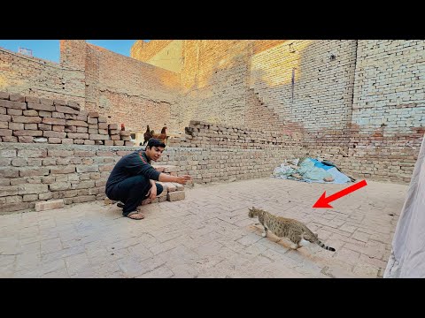 Jungli Cat Ko Qabo Me Kr Lia 😨 Wo Kesa