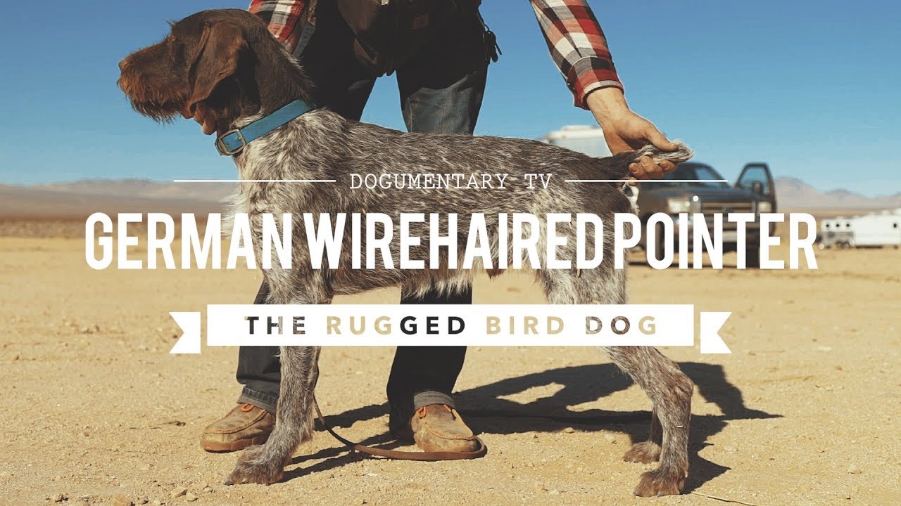 ALL ABOUT GERMAN WIREHAIRED POINTERS