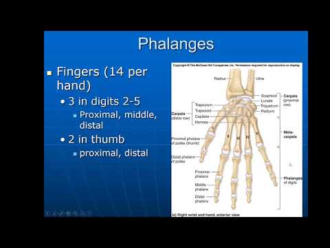 07 Appendicular Skeleton