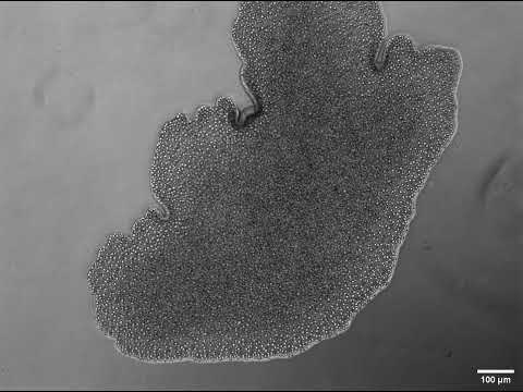 Tiny sea creatures reveal the ancient origins of neurons