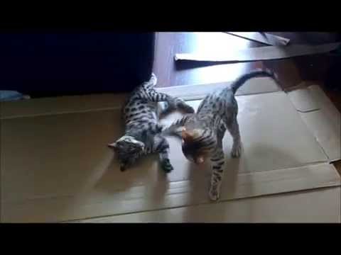 Steam Community :: Video :: Bengal Kittens Dexxy & Steak: Wrestlemania