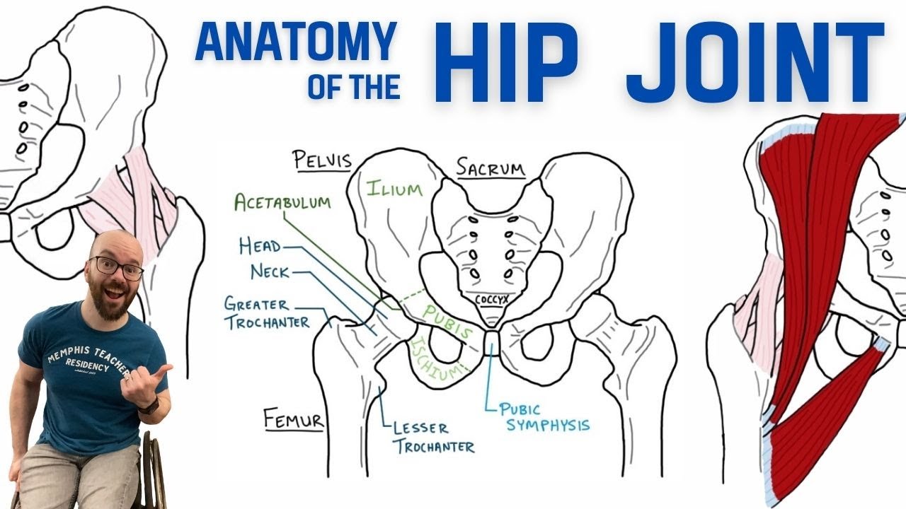 Understanding the Hip Joint: Anatomy of Bones, Ligaments, and Muscles ...