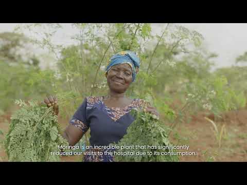 Women Leading Agriculture - Moringa Farmers in Emali, Kenya