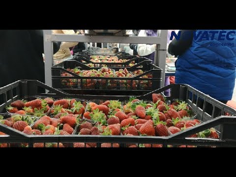 Strawberries Sorting & Processing Line | Novatec Engineering