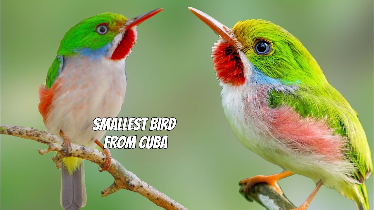 INTERESTING FACTS ABOUT THE CUBAN TODY.