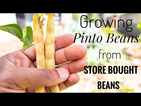 Growing Store Bought Pinto Beans!