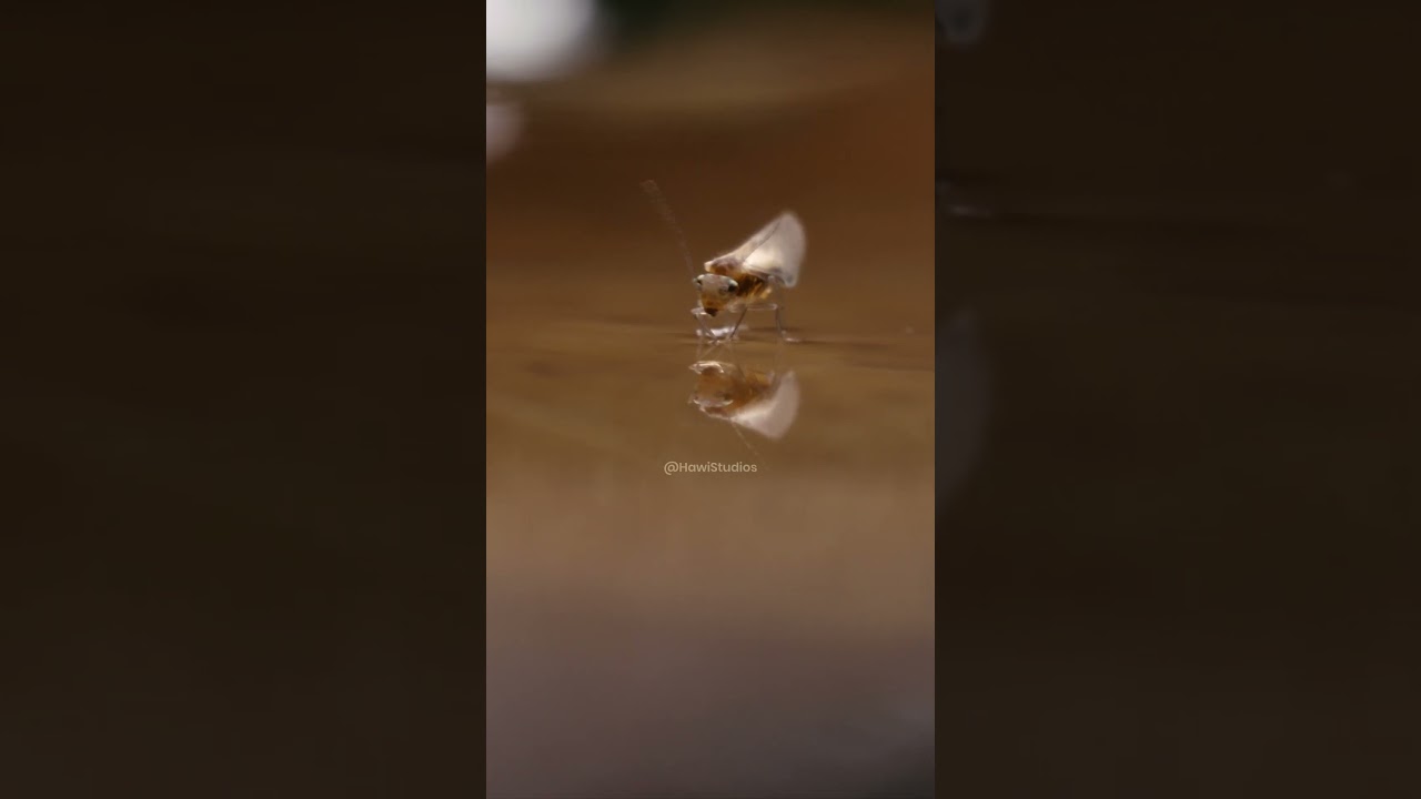 Reflection #Insect #Bug #Water #beautiful #reflection #gentle #photography #nature #wildlife HA53227