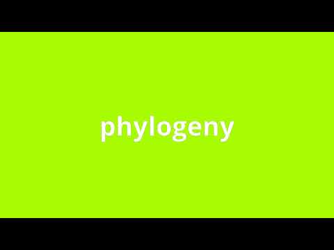 what is the meaning of phylogeny