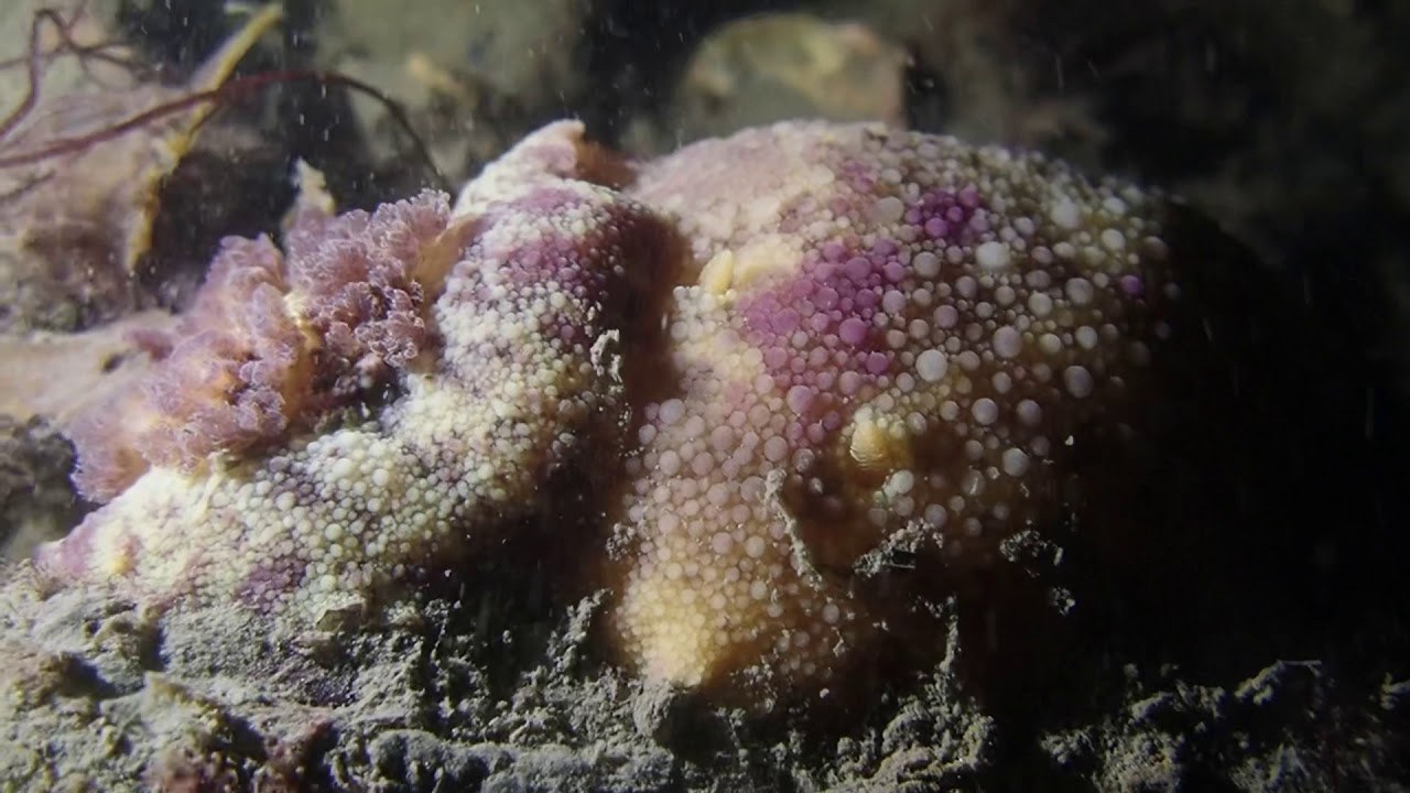 Sea lemon - Doris pseudoargus