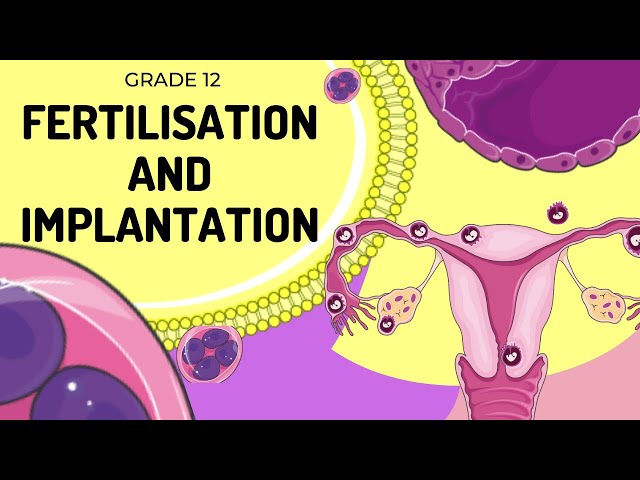Understanding Fertilization and Implantation: A Comprehensive Guide | Galaxy.ai | Galaxy.ai