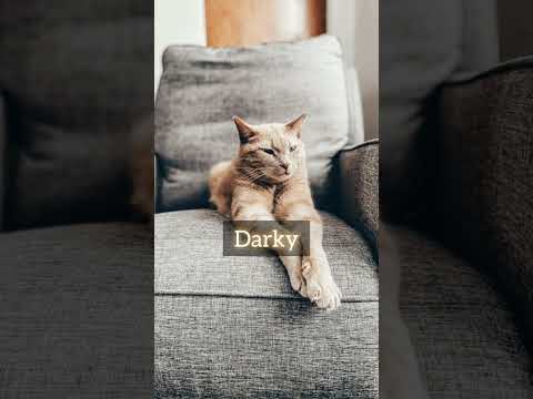 Brown #cat #names | Top 10 Names for Brown Cats #shorts