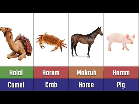 List of Halal and Haram Animals to Eat in islam