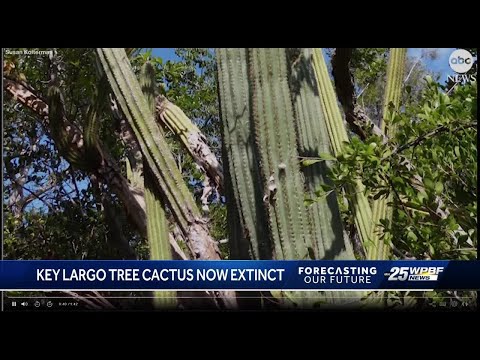 Cactus is First US Species Extinct Due to Rising Seas – This is Not Cool