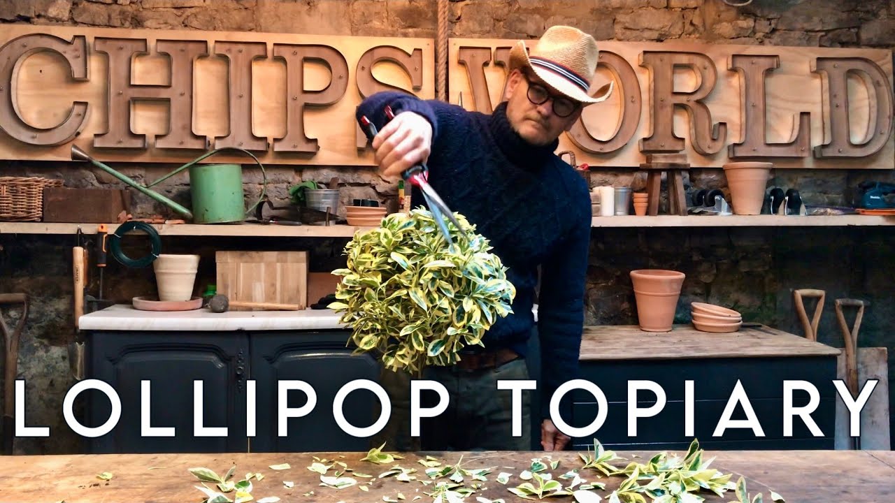 Euonymus Topiary Tree: Trimming & Repotting