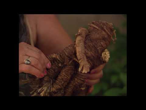 KÁRUK PLANT MEDICINE, ICHNICH - Sara Barney, Káruk basketmaker (1989)