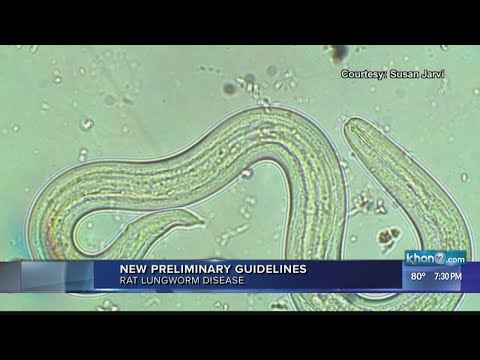 Doctors receive new guidelines to diagnose, treat rat lungworm disease in Hawaii