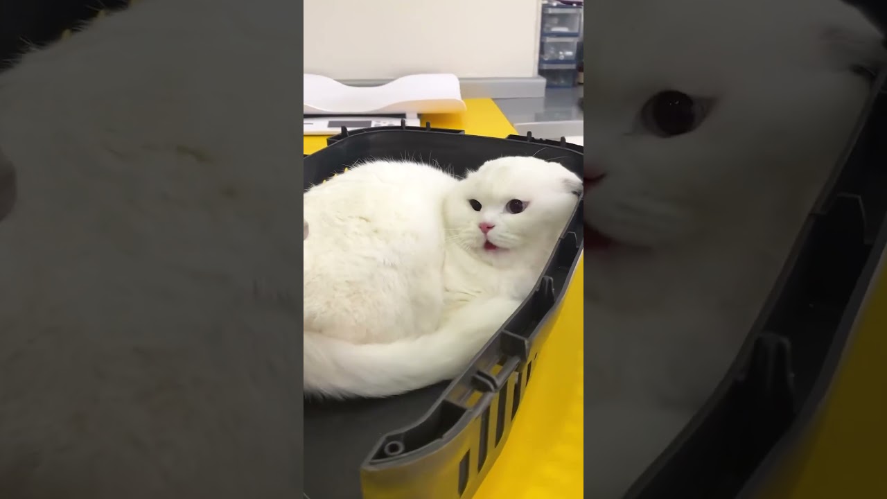 Screaming Cat Meme Template #memetemplate #memes