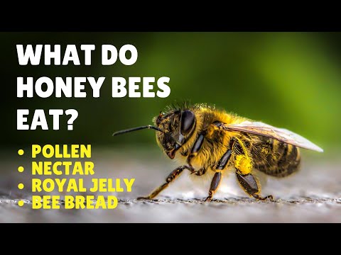 What Do Honey Bees Eat - Honey Bee Diet