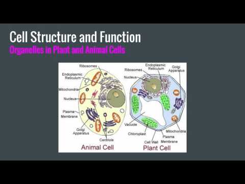 Cells - Lesson 3