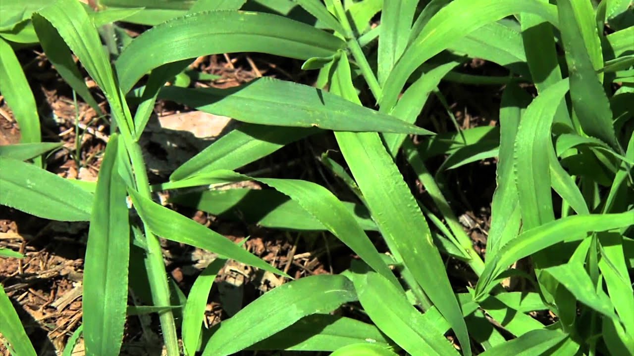 Identifying Grassy Weeds: Goosegrass and Crabgrass